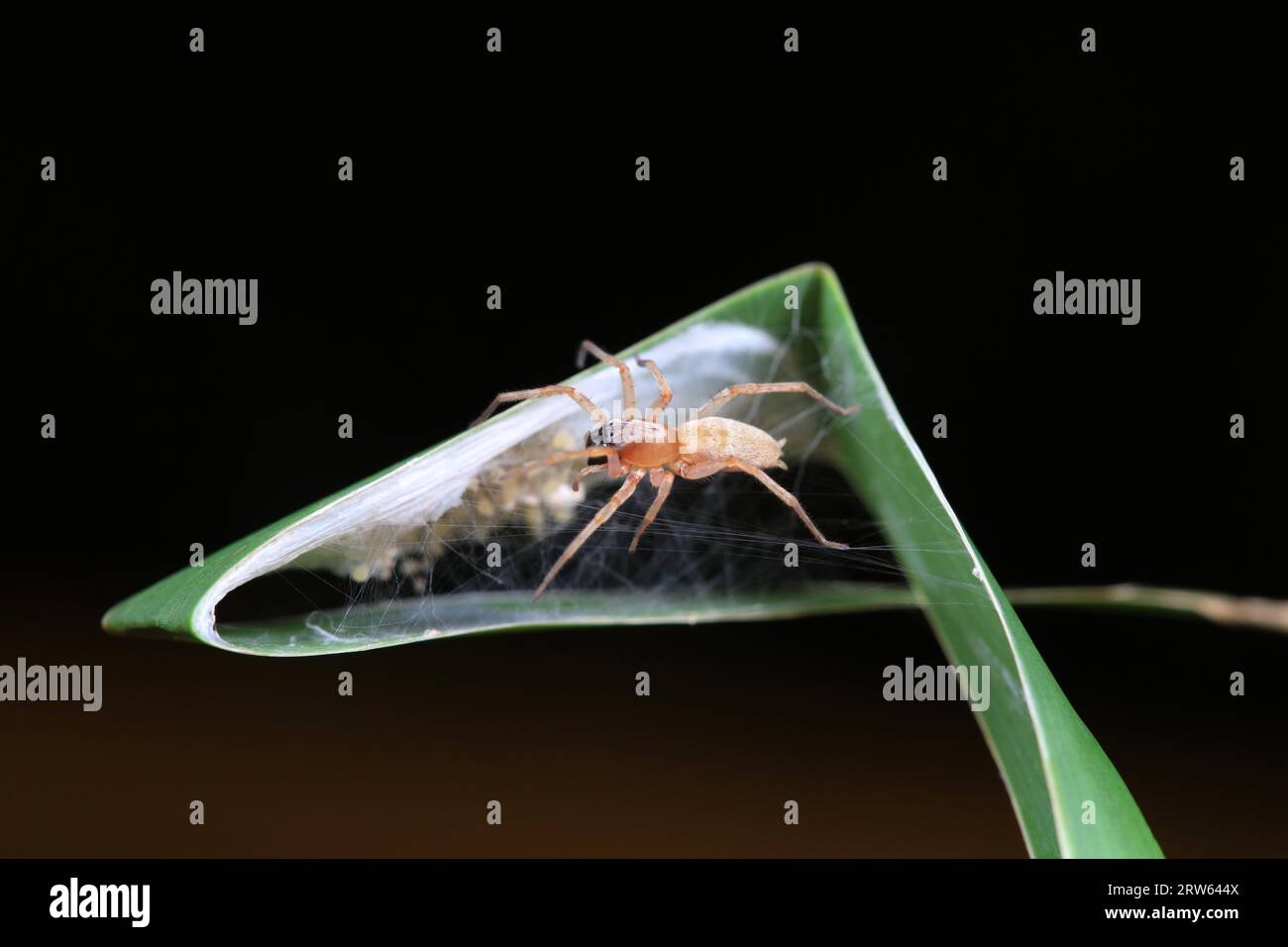 Spiders in the wild, North China Stock Photo - Alamy