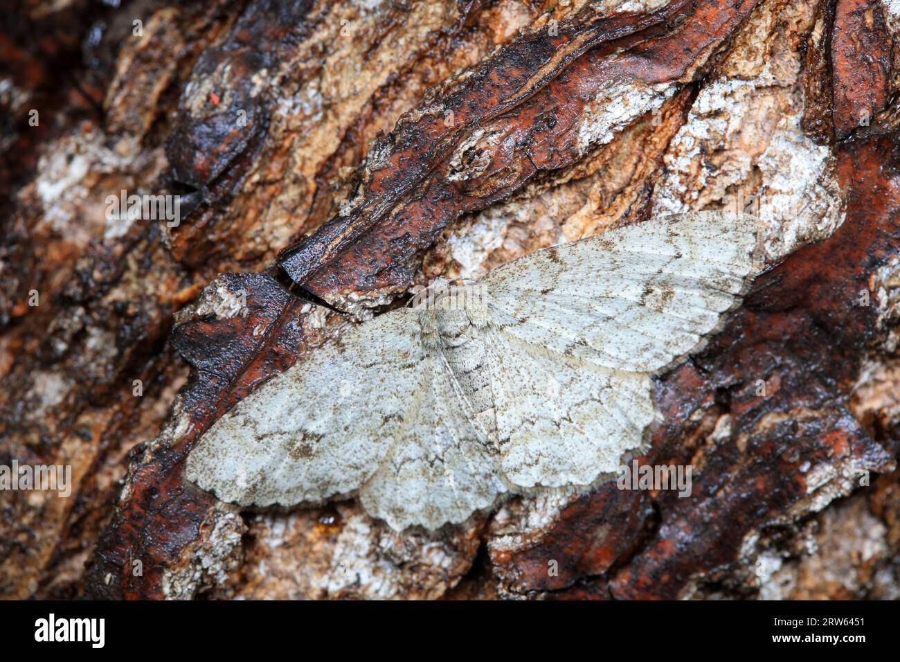 Lepidoptera insects in the wild, North China Stock Photo - Alamy