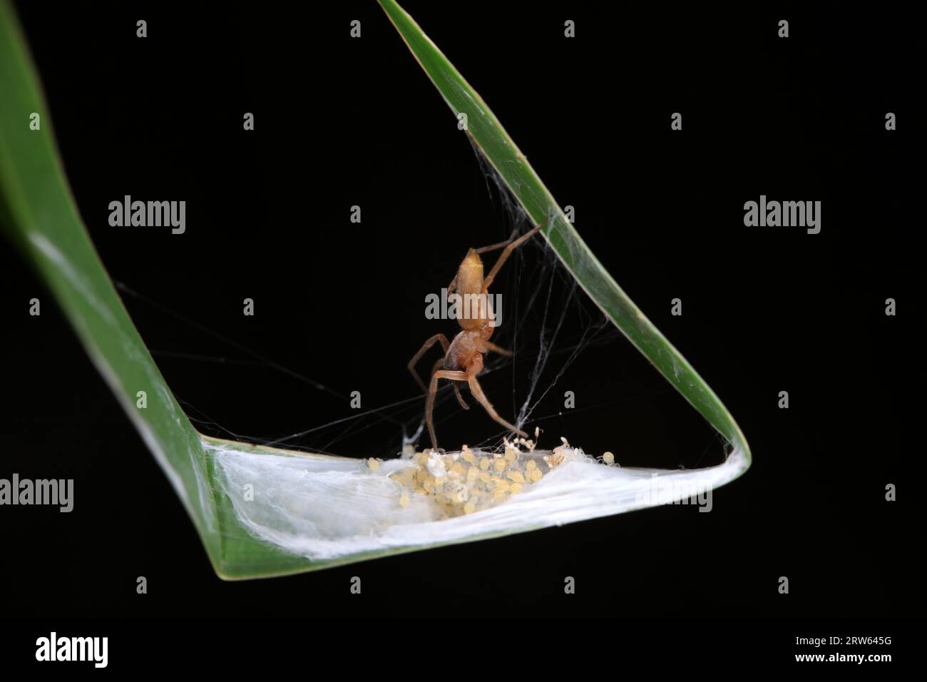 Spiders in the wild, North China Stock Photo - Alamy