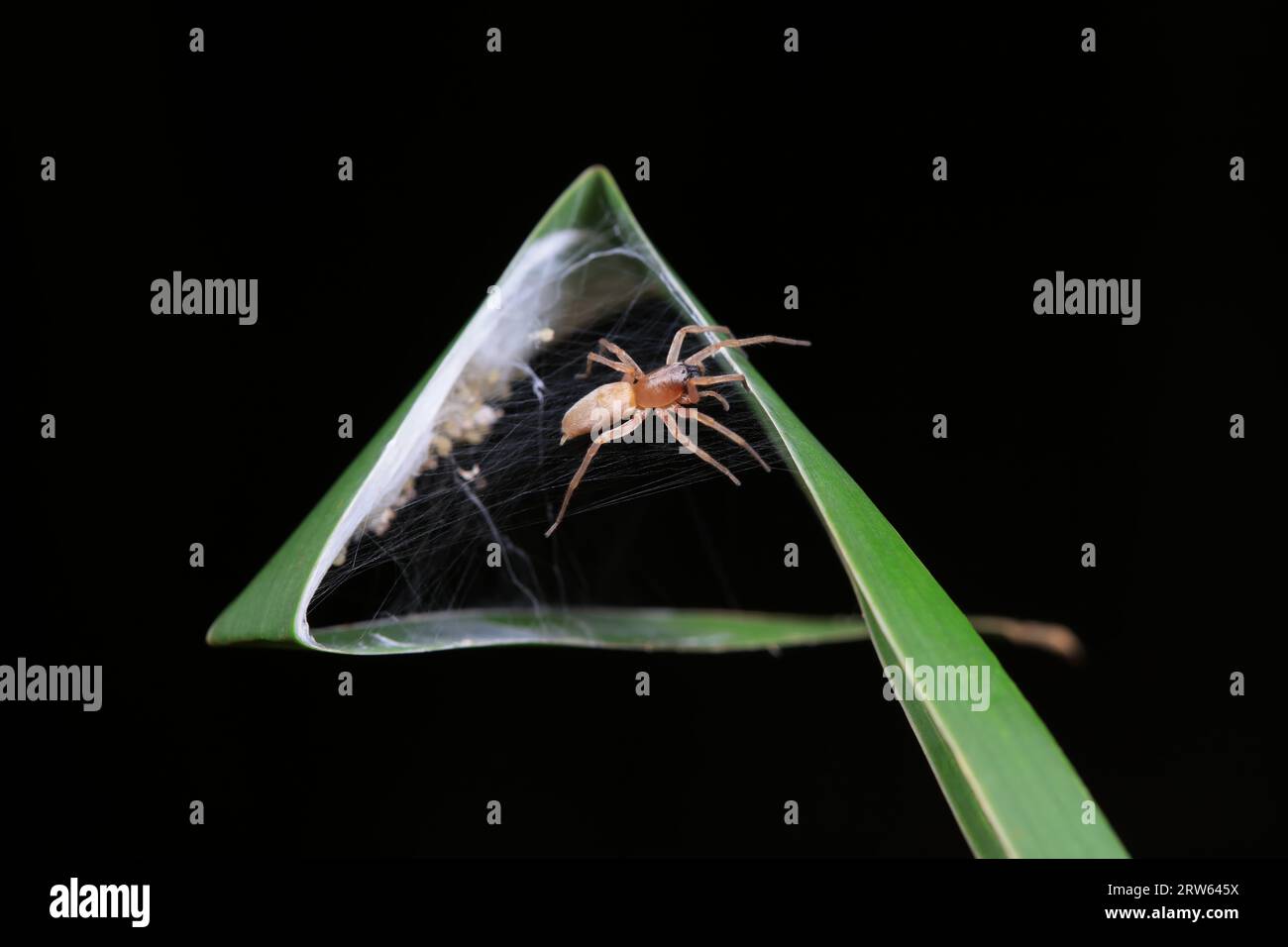 Spiders in the wild, North China Stock Photo - Alamy