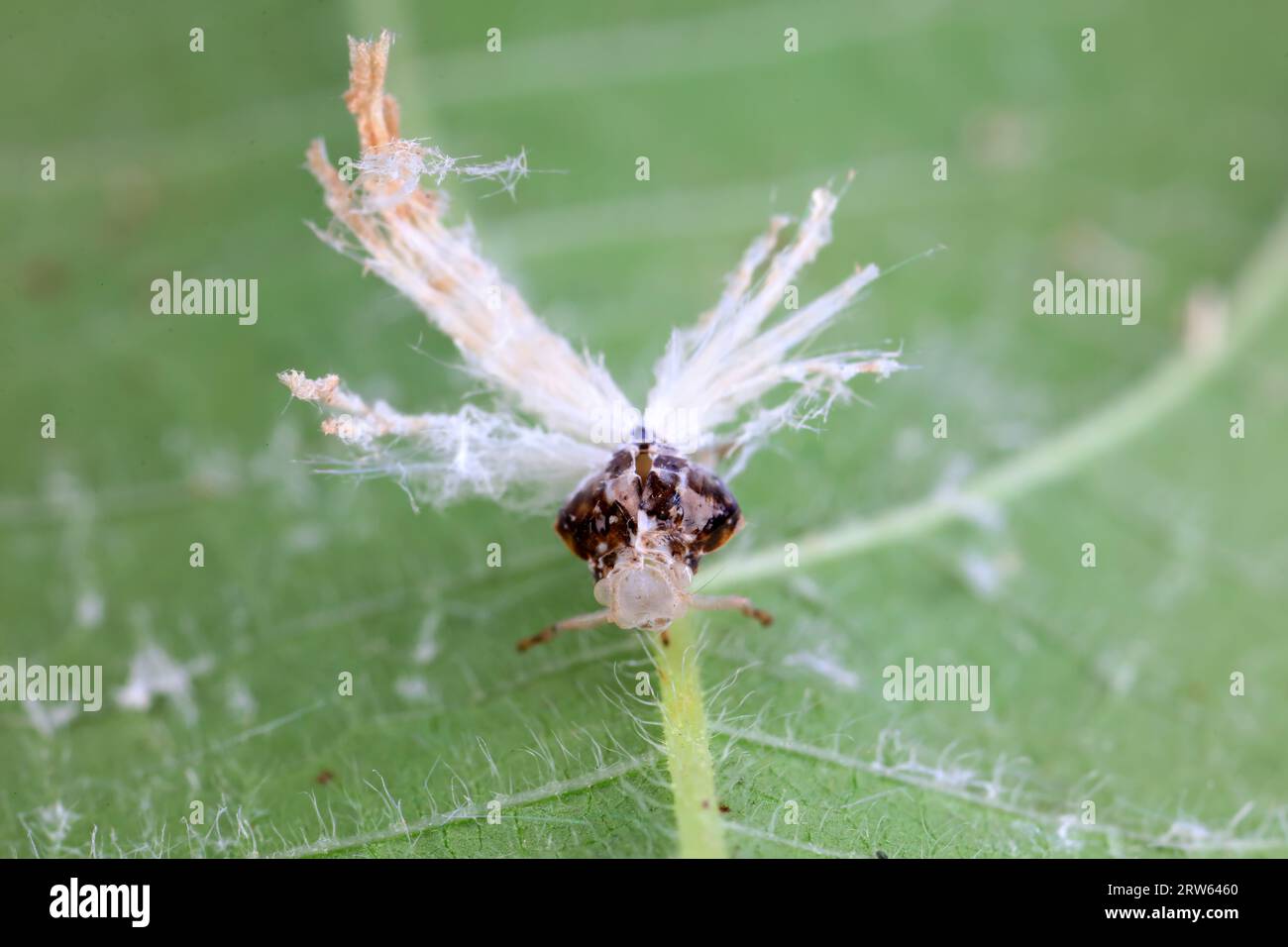 Hemiptera wax Cicadellidae insects on wild plants, North China Stock ...
