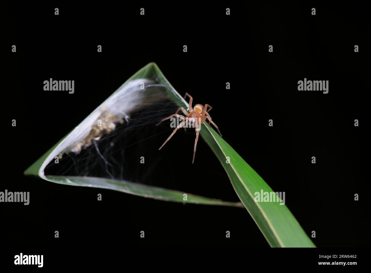 Spiders in the wild, North China Stock Photo - Alamy