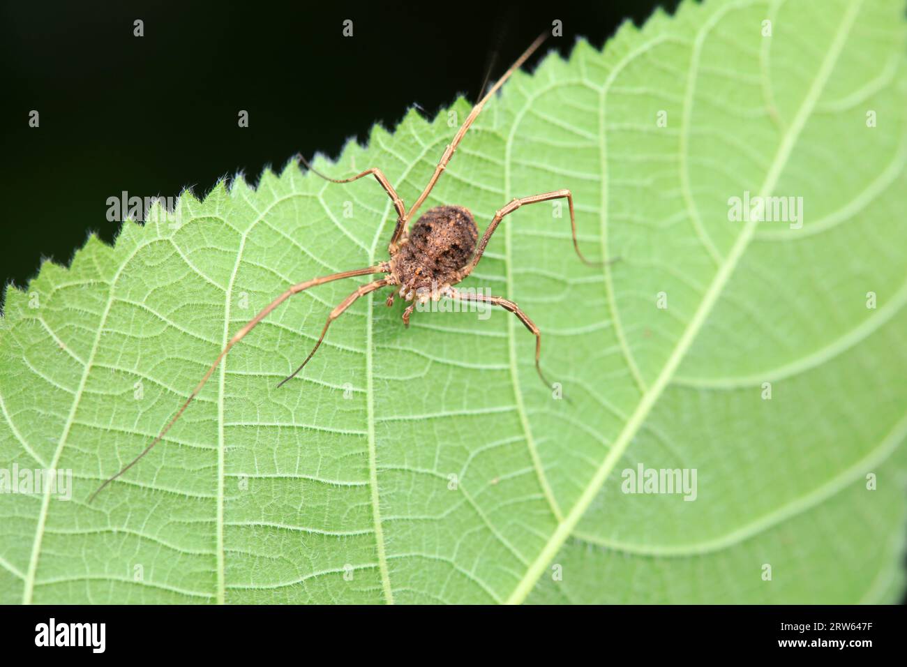Spiders in the wild, North China Stock Photo - Alamy