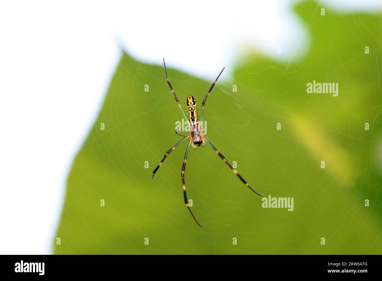 Spiders in the wild, North China Stock Photo - Alamy