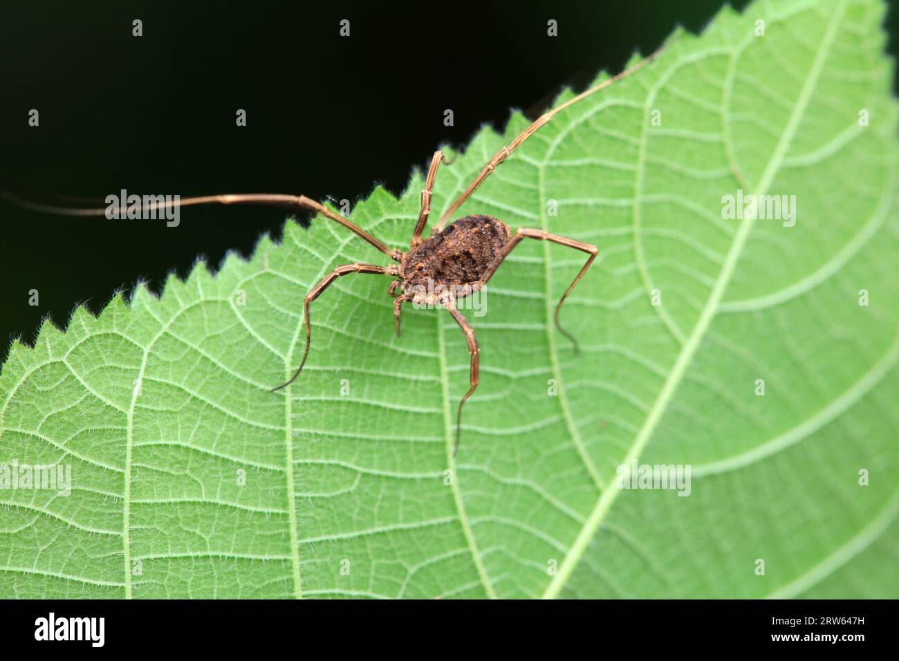 Spiders in the wild, North China Stock Photo - Alamy