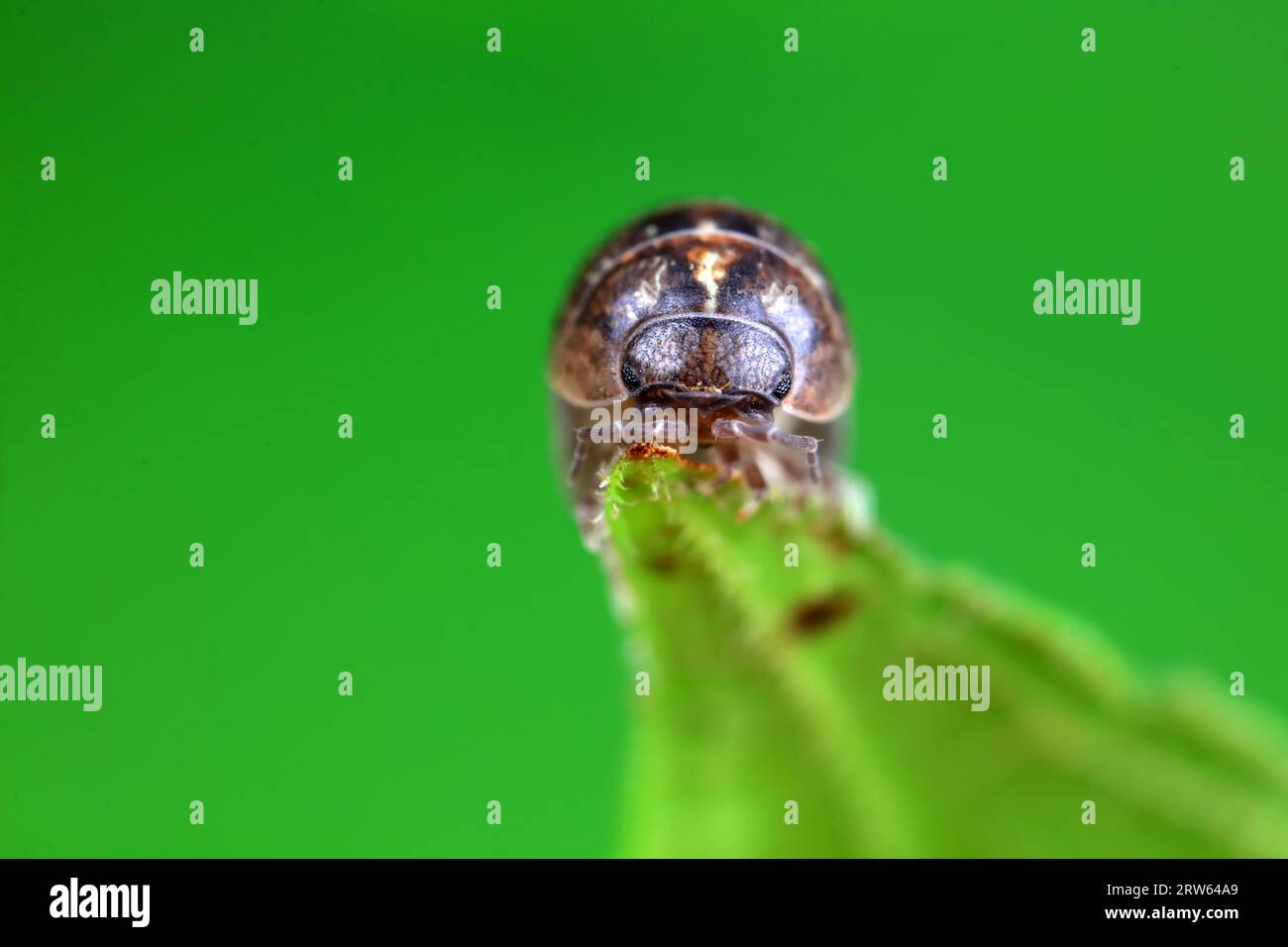 Pillworm hi-res stock photography and images - Alamy