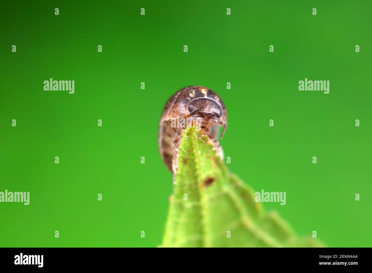 Pillworm hi-res stock photography and images - Alamy