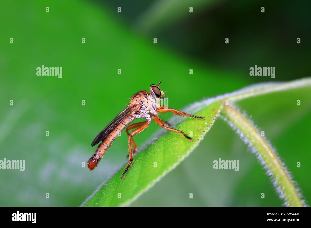 Insectivorous Gadfly in the wild, North China Stock Photo - Alamy