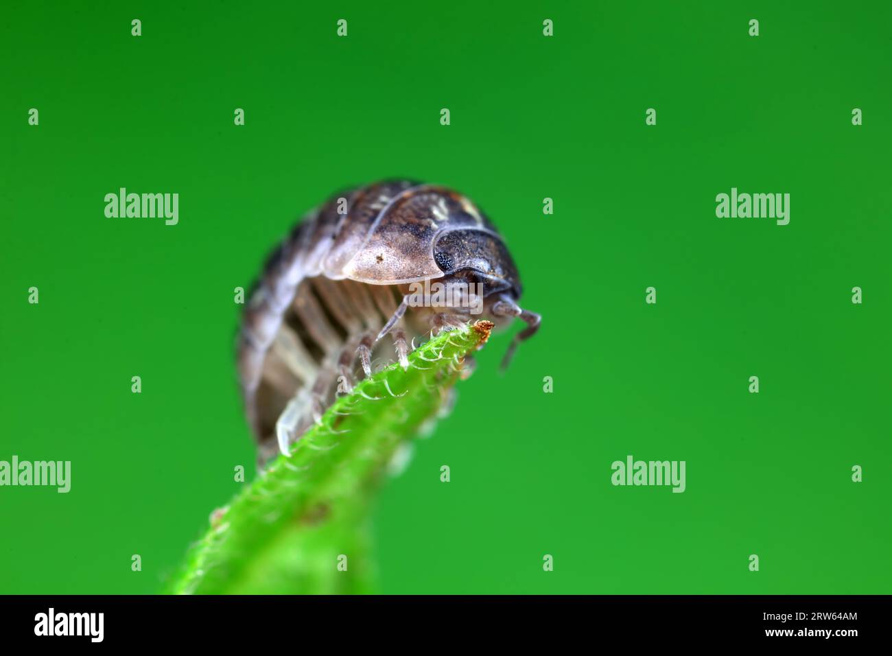Pillworm hi-res stock photography and images - Alamy