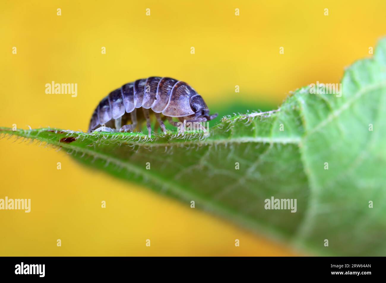 Pillworm hi-res stock photography and images - Alamy