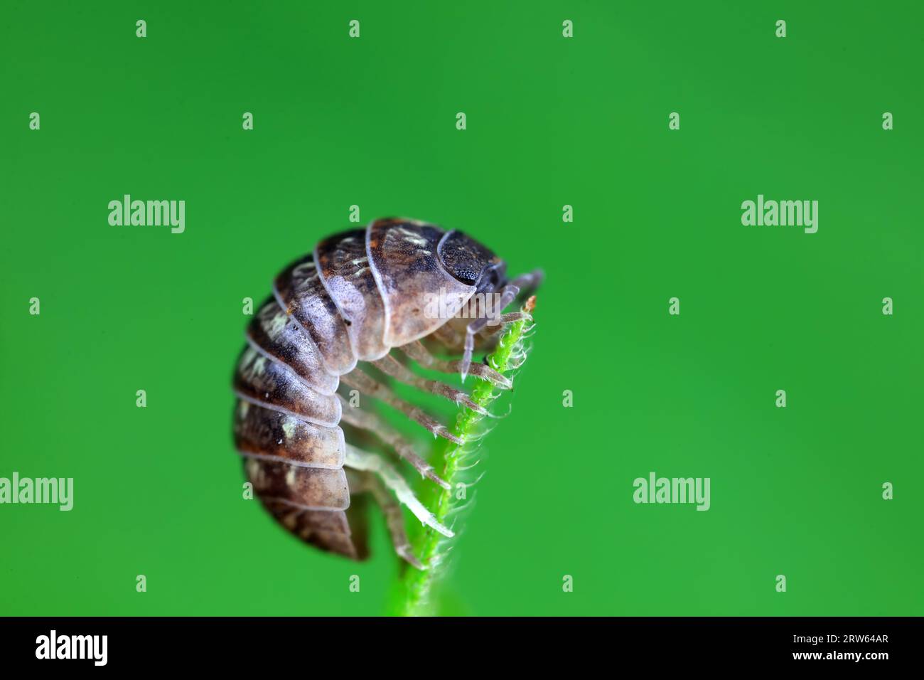 Pillworm hi-res stock photography and images - Alamy