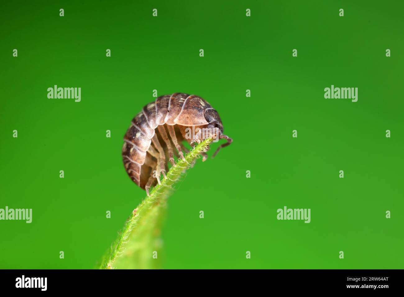 Pillworm hi-res stock photography and images - Alamy