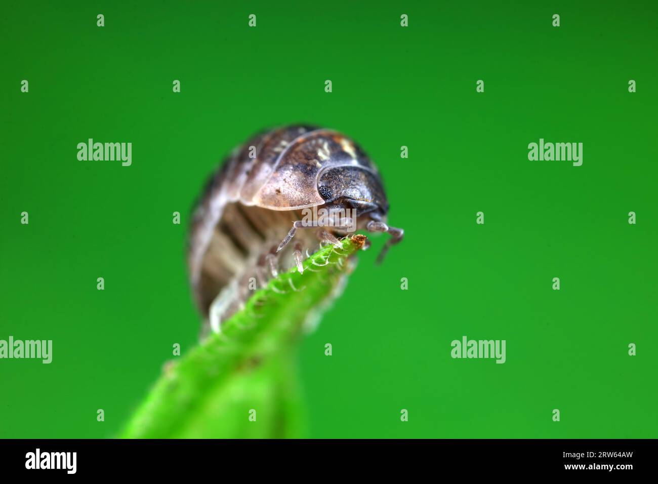 Pillworm hi-res stock photography and images - Alamy