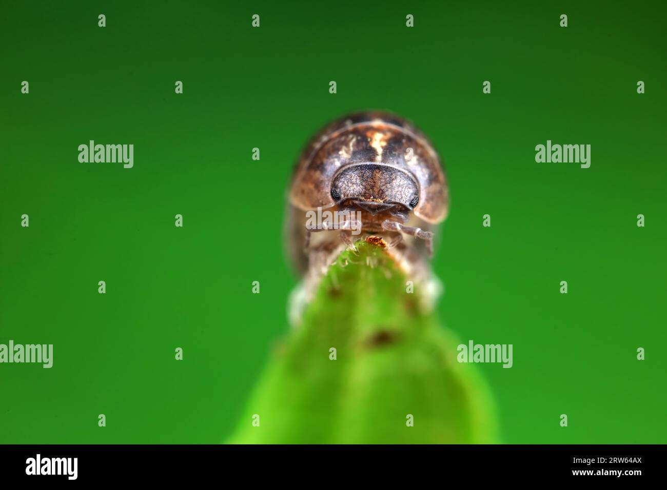 Pillworm hi-res stock photography and images - Alamy