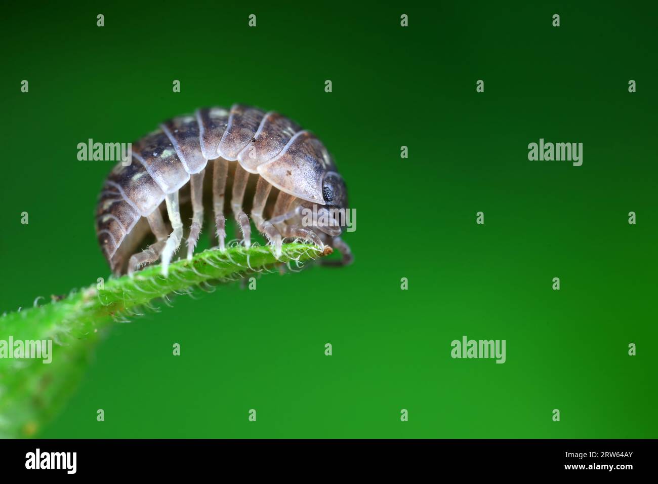 Rat woman in the wild, North China Stock Photo - Alamy