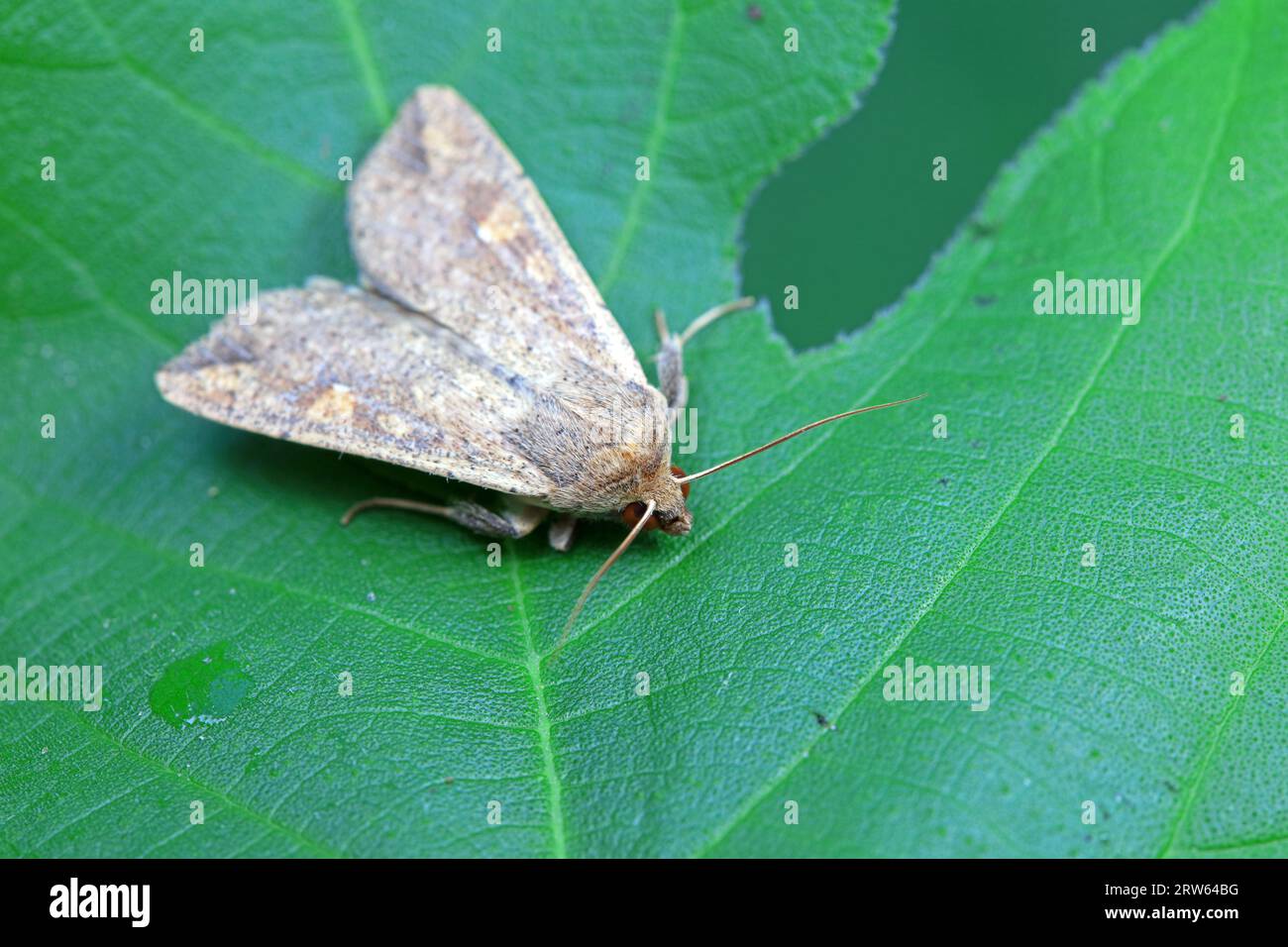 Lepidoptera insects in the wild, North China Stock Photo - Alamy