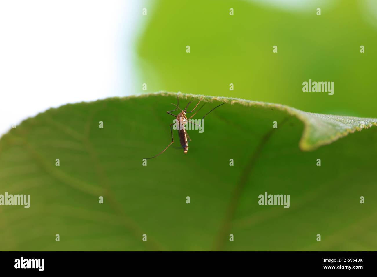 mosquito insect in the wild, North China Stock Photo - Alamy