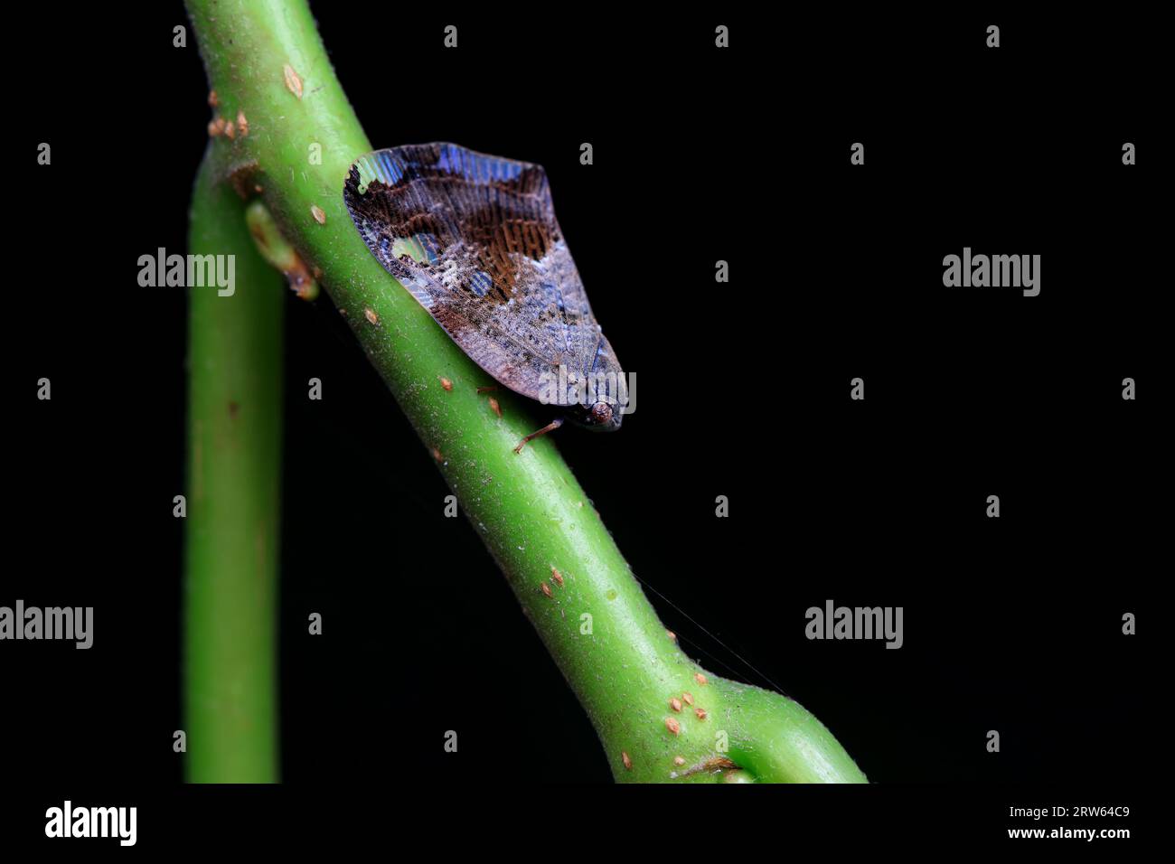 Hemiptera wax Cicadellidae insects on wild plants, North China Stock ...