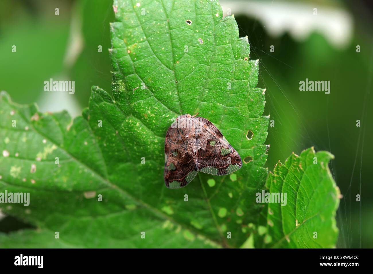 Hemiptera wax Cicadellidae insects on wild plants, North China Stock ...