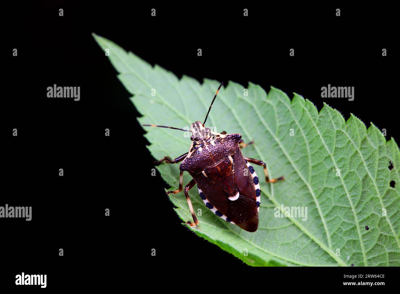 Hemiptera bugs in the wild, North China Stock Photo - Alamy