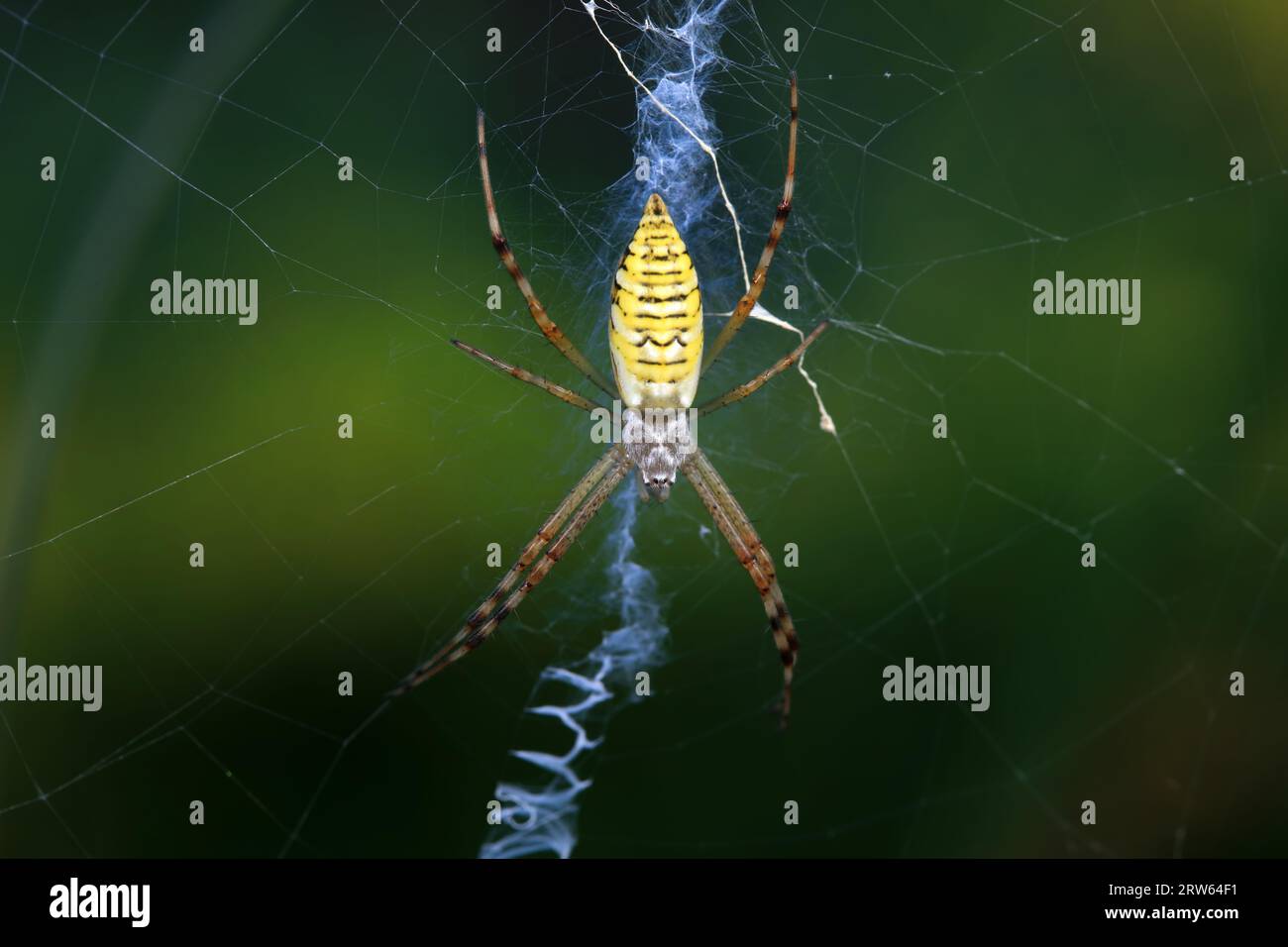 Spiders in the wild, North China Stock Photo - Alamy