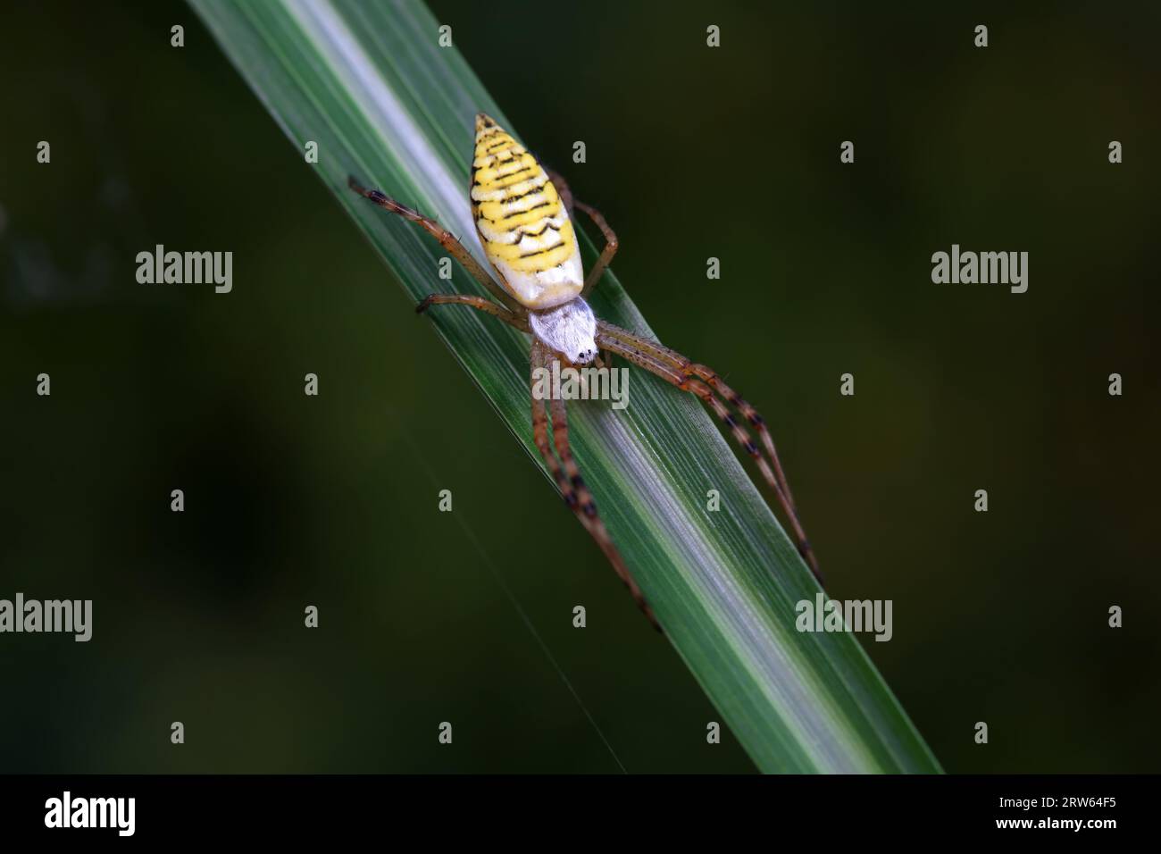 Spiders in the wild, North China Stock Photo - Alamy