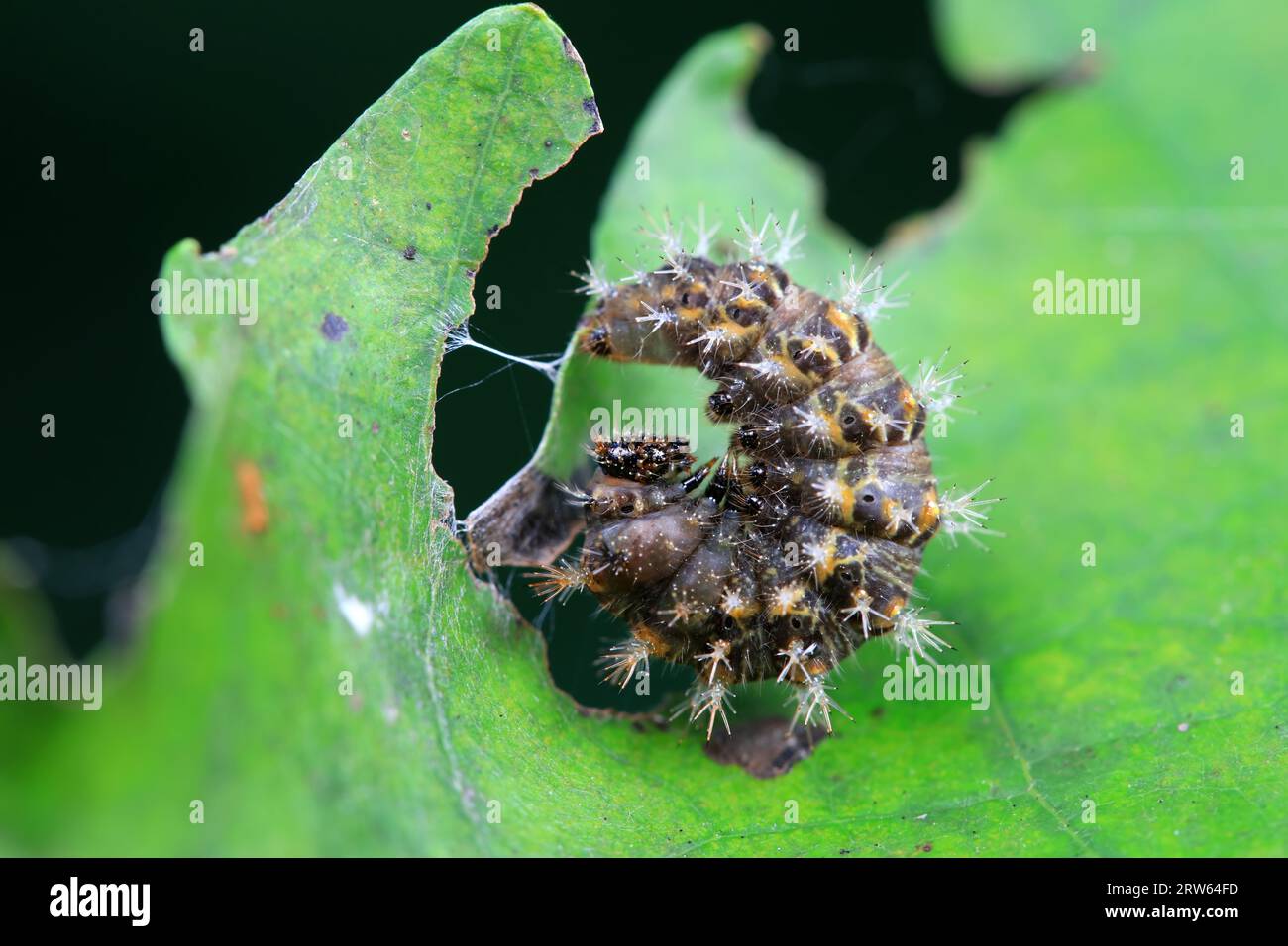 Lepidoptera larvae in the wild, North China Stock Photo - Alamy