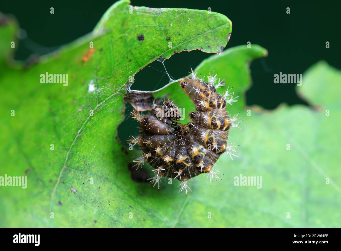 Lepidoptera larvae in the wild, North China Stock Photo - Alamy