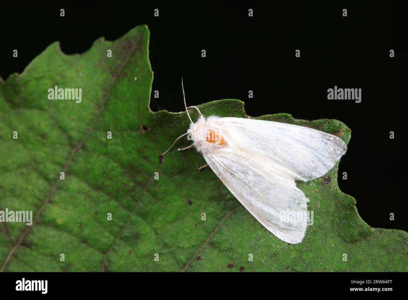 Lepidoptera insects in the wild, North China Stock Photo - Alamy
