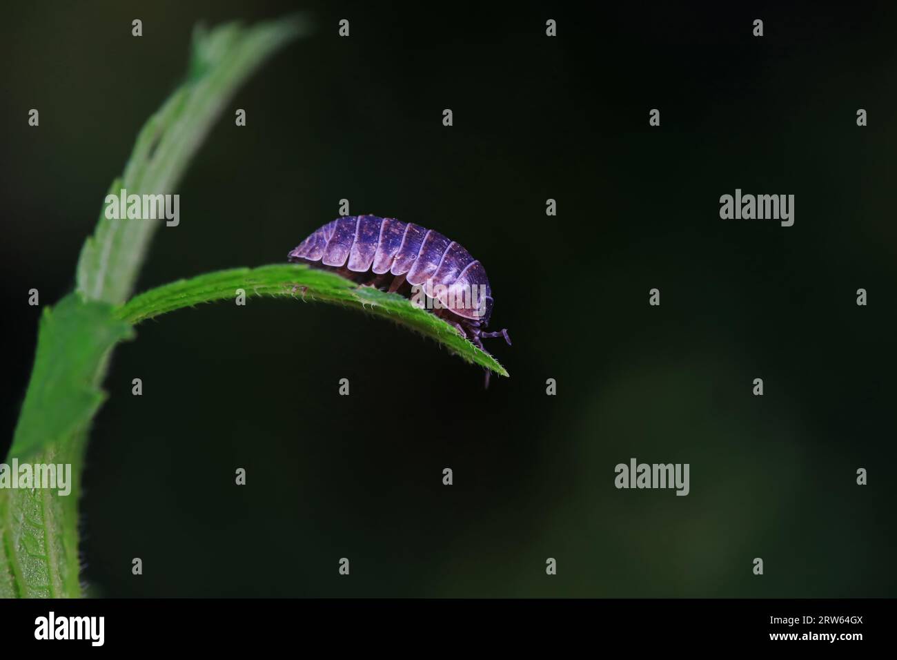 Rat woman in the wild, North China Stock Photo - Alamy