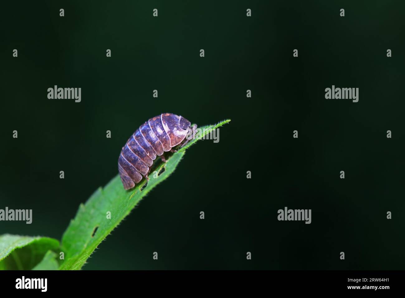 Rat woman in the wild, North China Stock Photo - Alamy