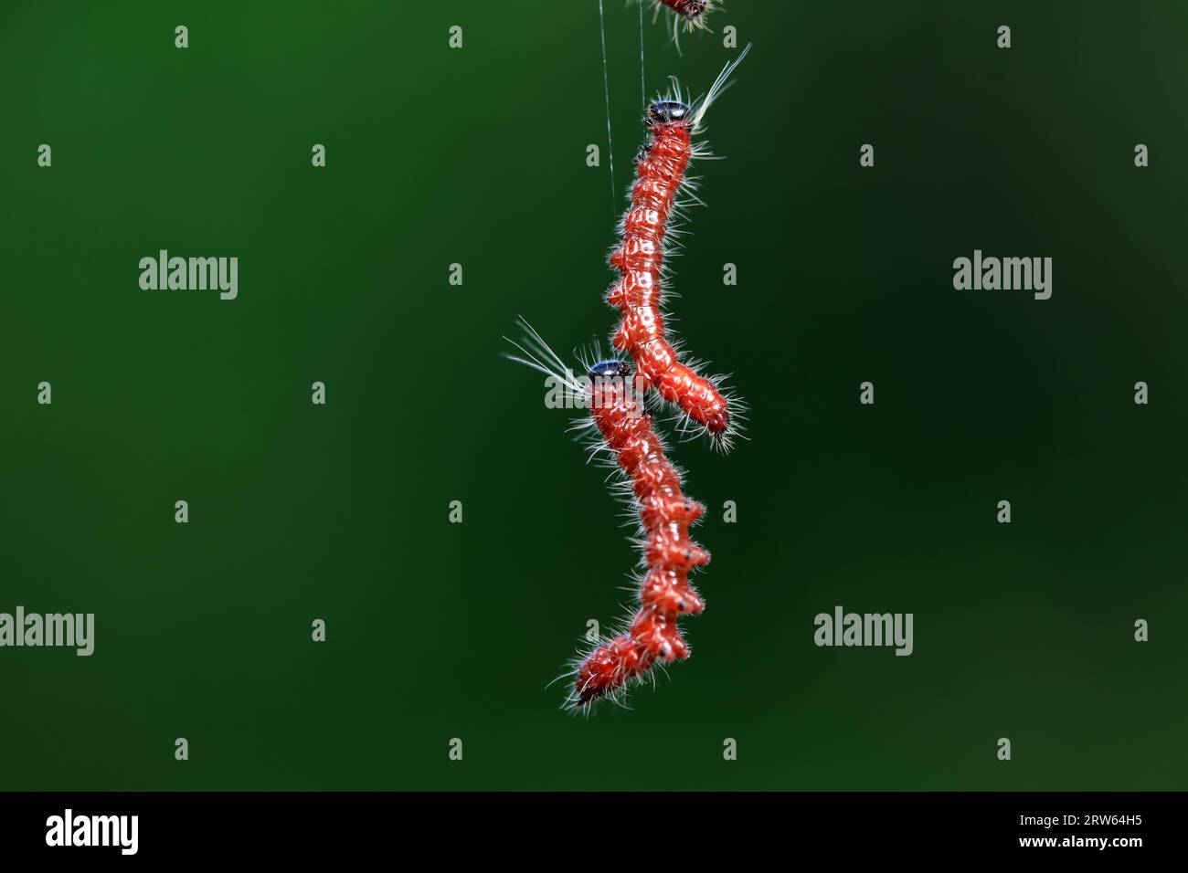 Lepidoptera larvae in the wild, North China Stock Photo - Alamy