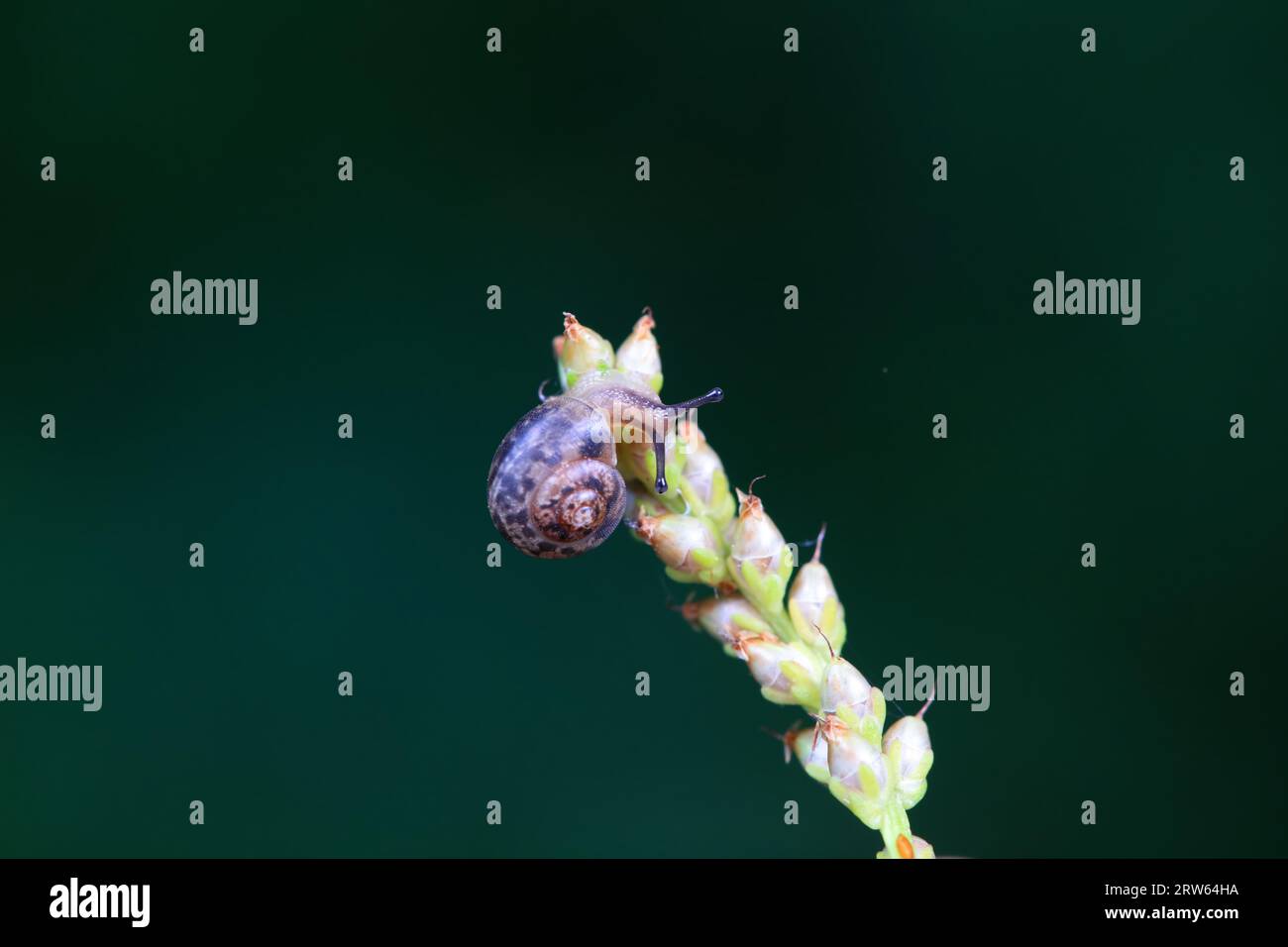 Snails on wild plants, North China Stock Photo - Alamy