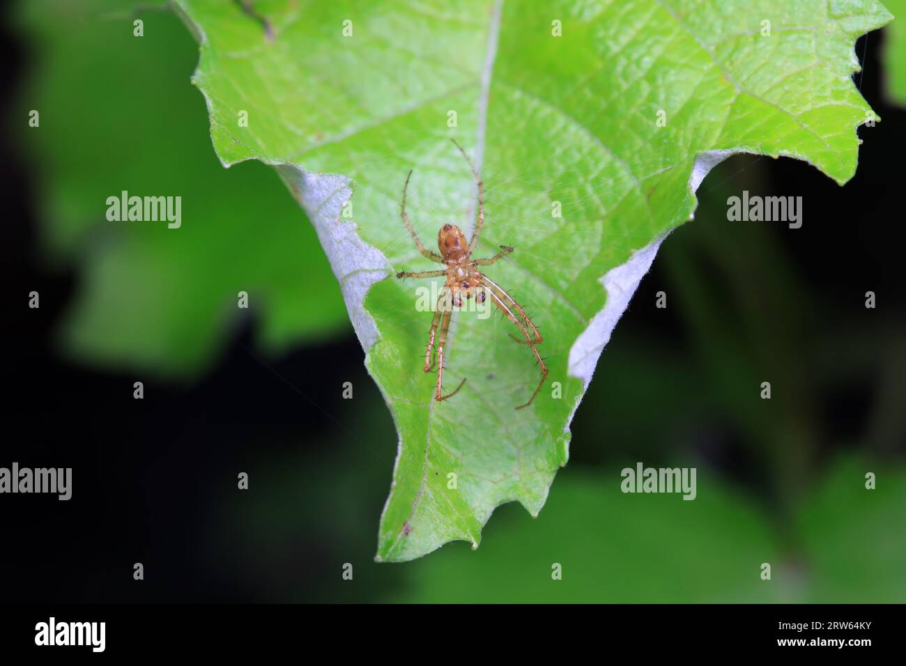 Spiders in the wild, North China Stock Photo - Alamy