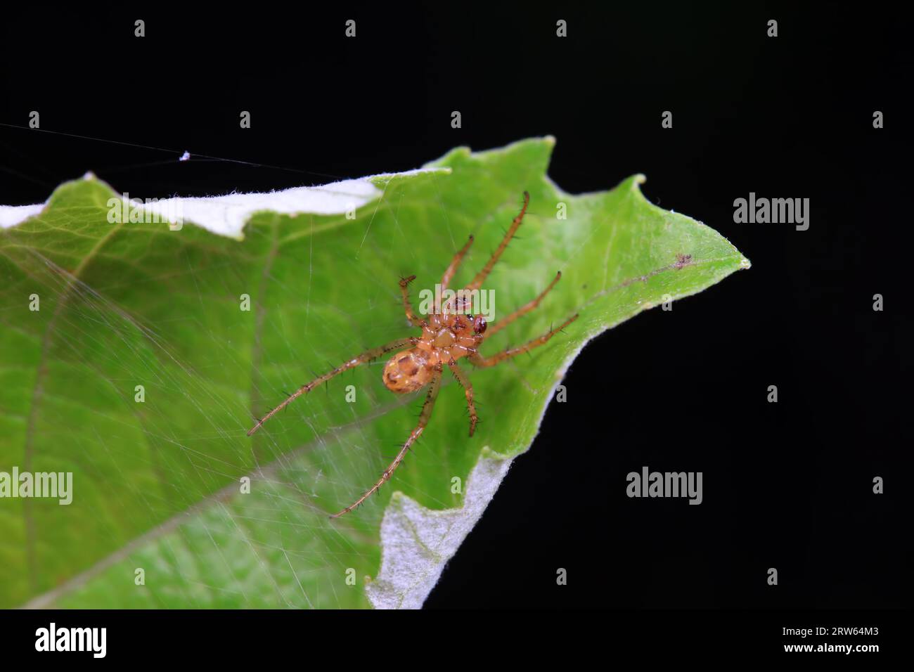 Spiders in the wild, North China Stock Photo - Alamy