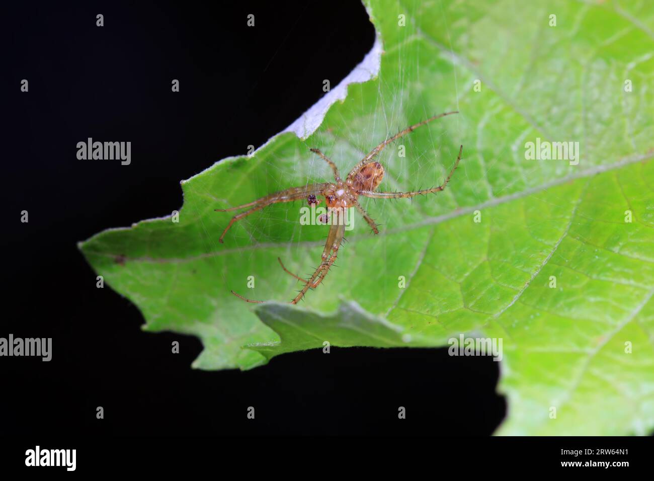 Spiders in the wild, North China Stock Photo - Alamy