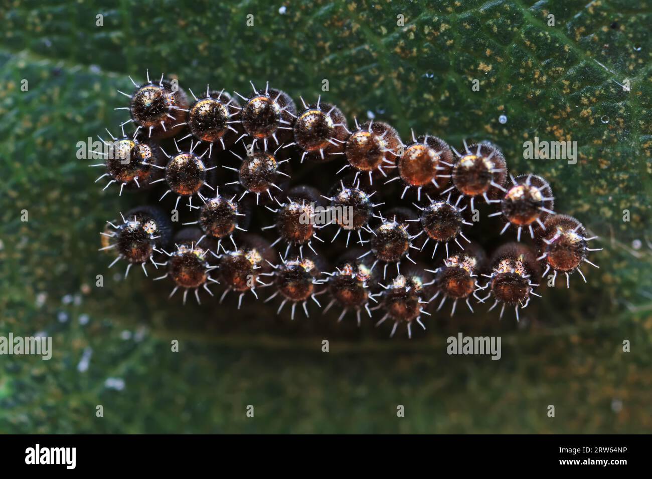 Insect eggs on wild plants, North China Stock Photo - Alamy