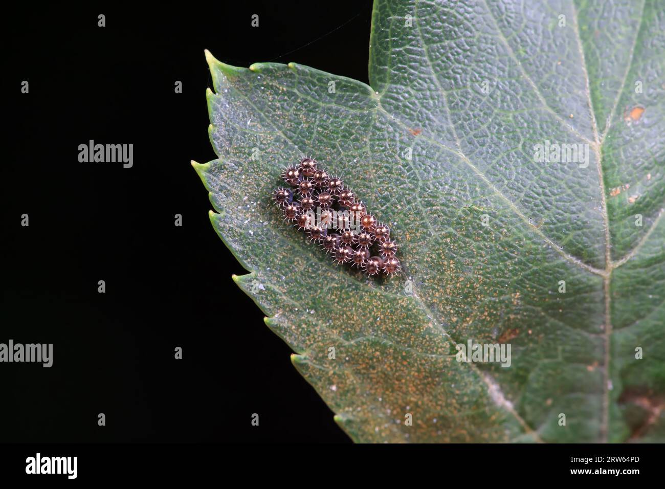 Insect eggs on wild plants, North China Stock Photo - Alamy