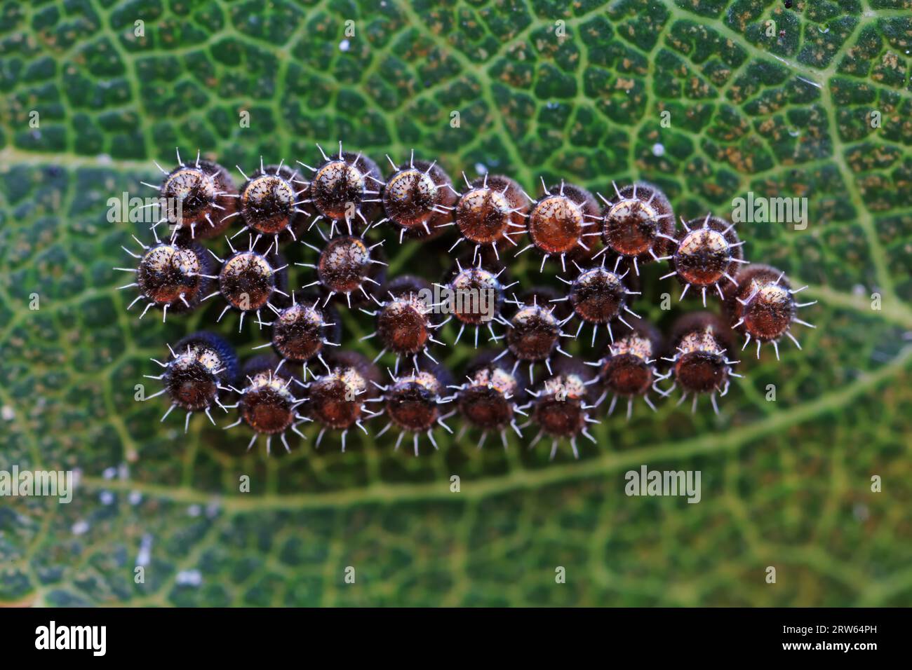 Insect eggs on wild plants, North China Stock Photo - Alamy