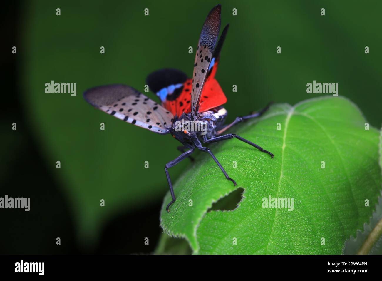 Hemiptera wax Cicadellidae insects on wild plants, North China Stock ...