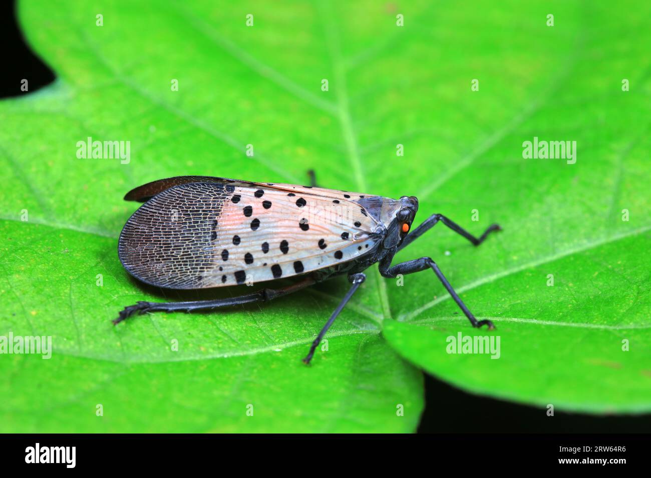 Hemiptera wax Cicadellidae insects on wild plants, North China Stock ...