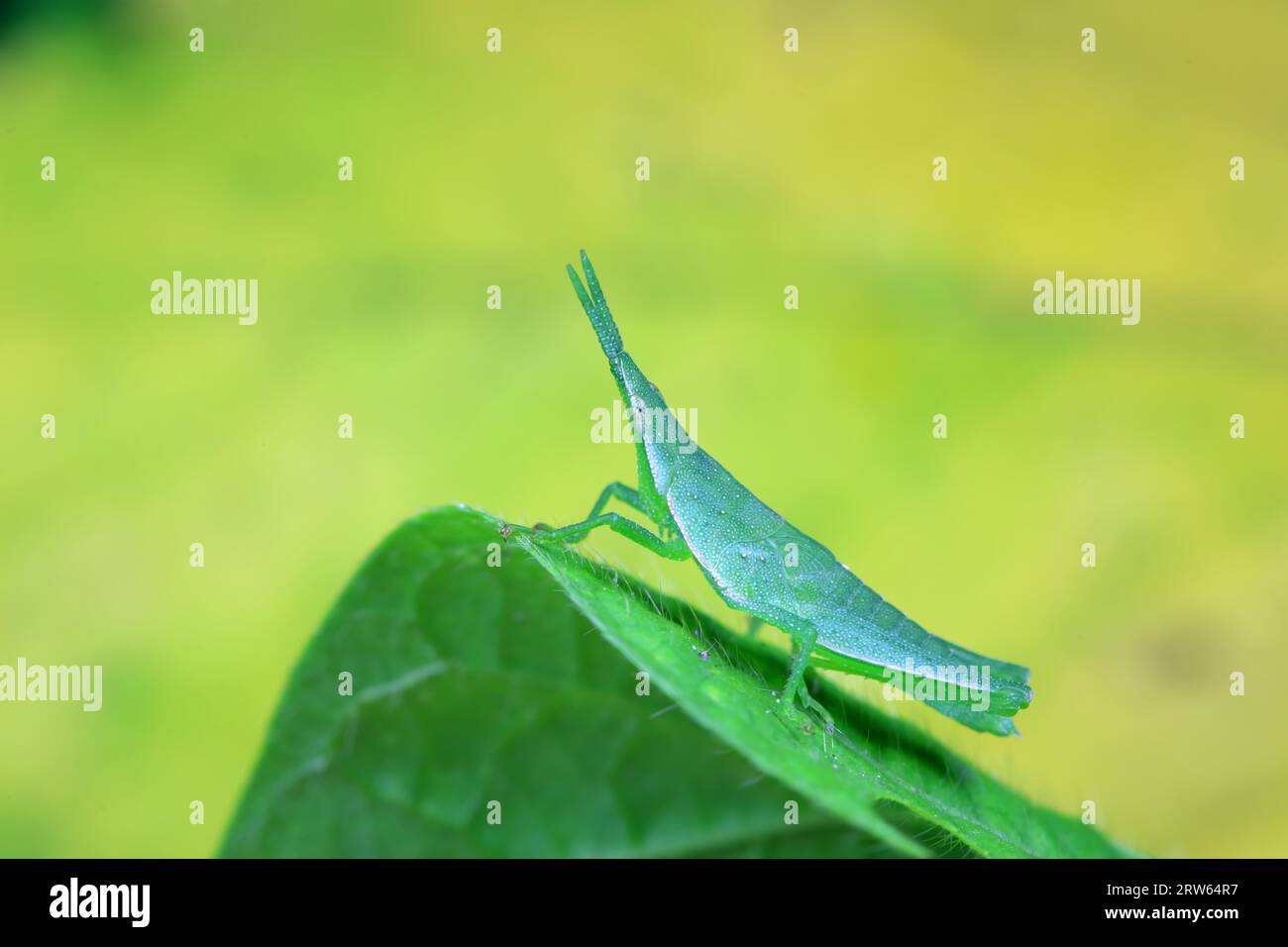 Atractomorpha sinensis in the wild, North China Stock Photo - Alamy
