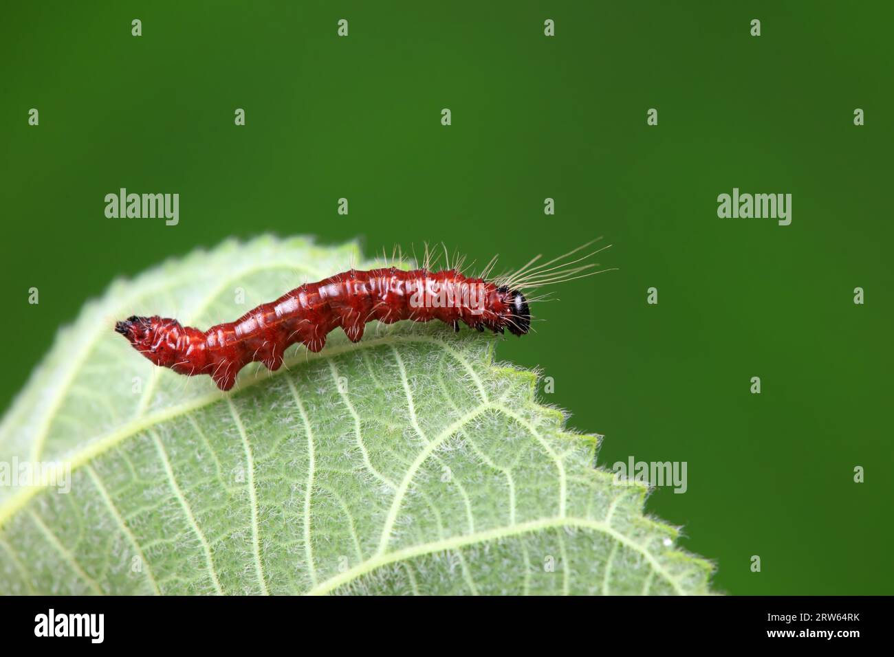 Lepidoptera larvae in the wild, North China Stock Photo - Alamy
