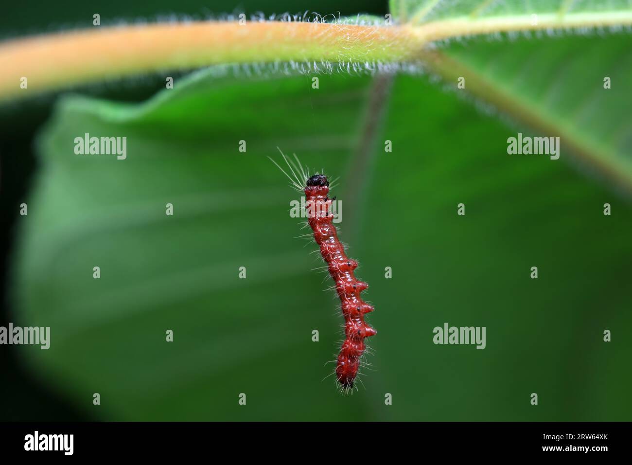 Lepidoptera larvae in the wild, North China Stock Photo - Alamy