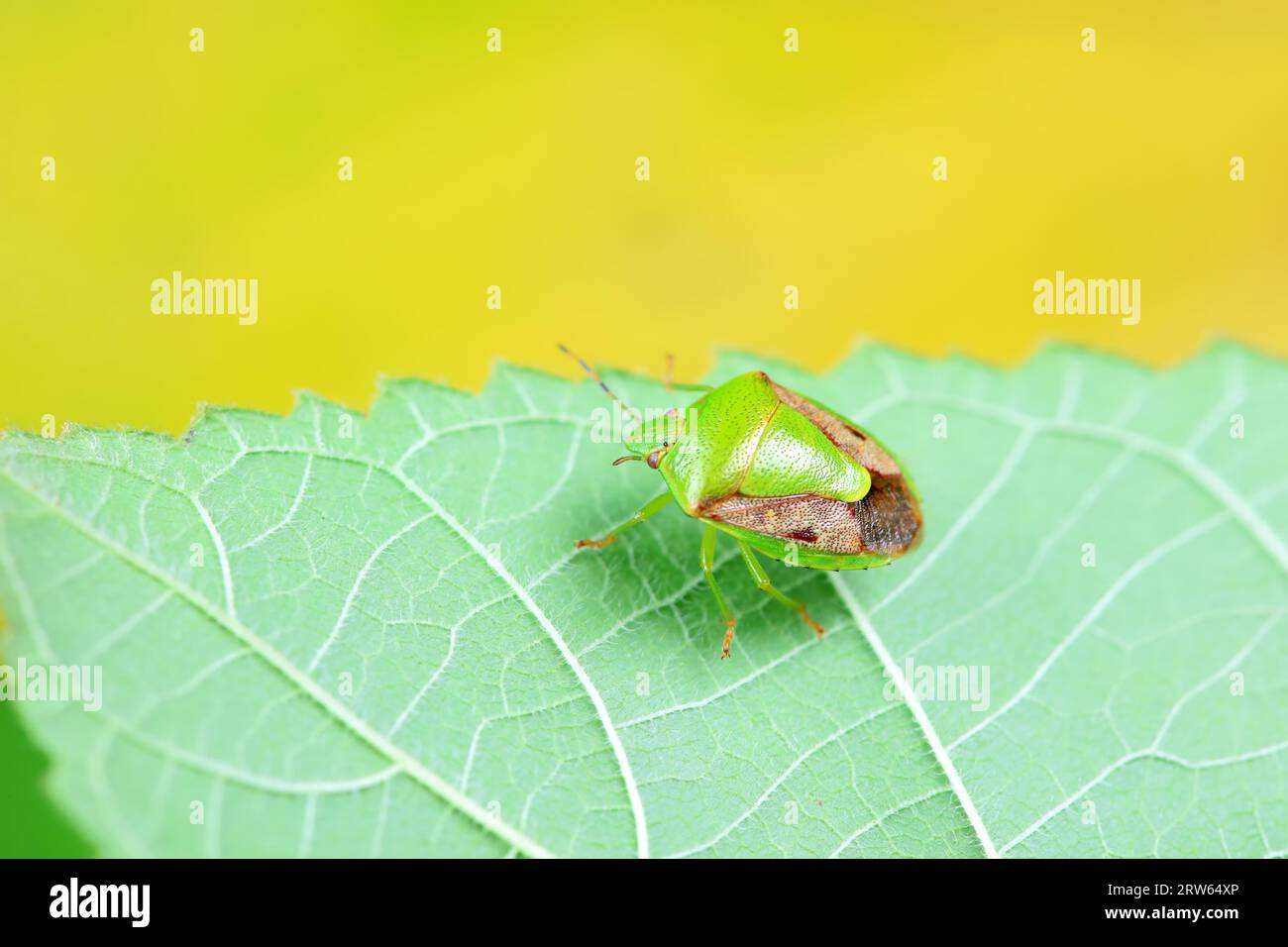 Hemiptera bugs in the wild, North China Stock Photo - Alamy