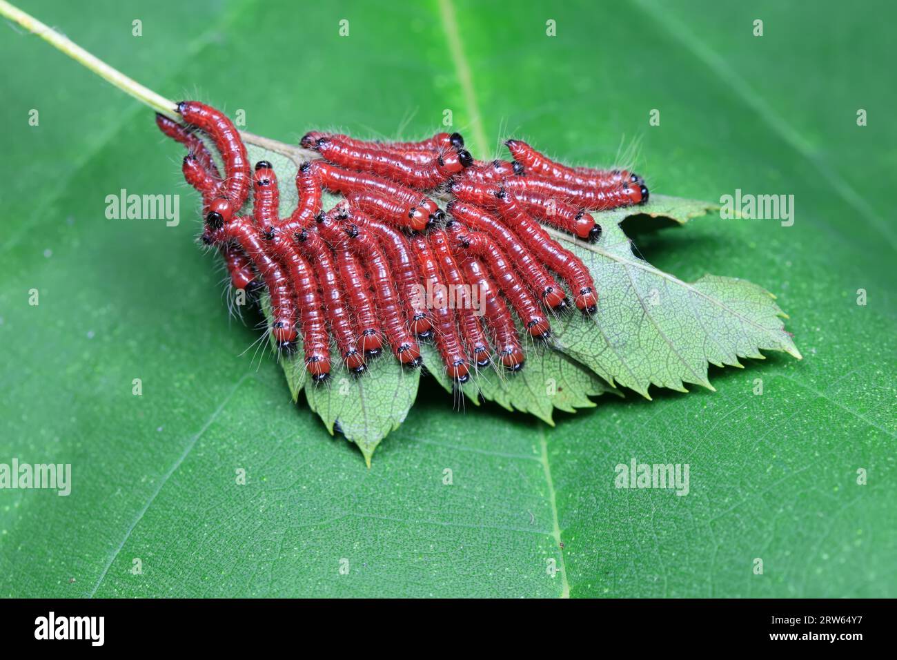 Lepidoptera larvae in the wild, North China Stock Photo - Alamy