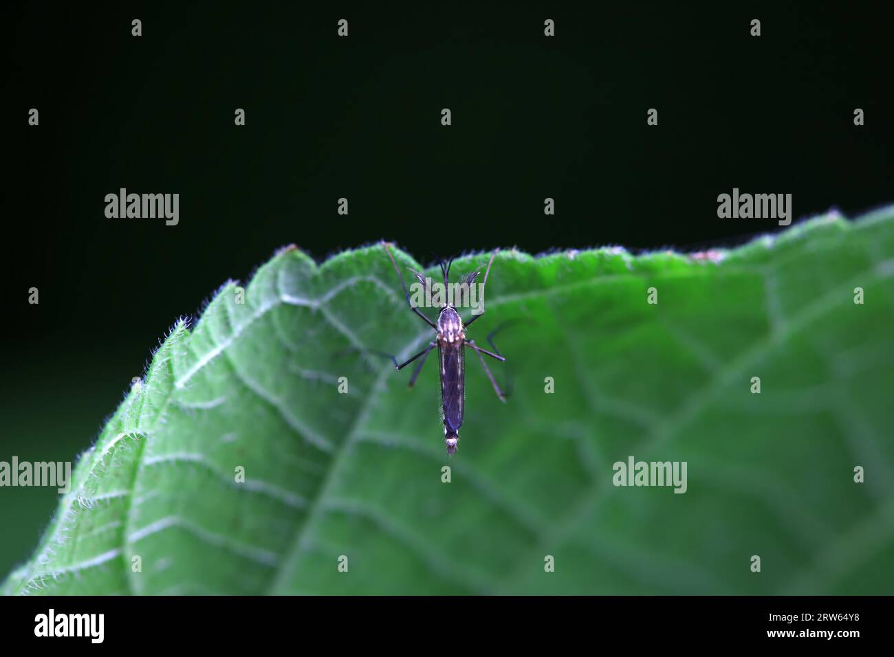 mosquito insect in the wild, North China Stock Photo - Alamy