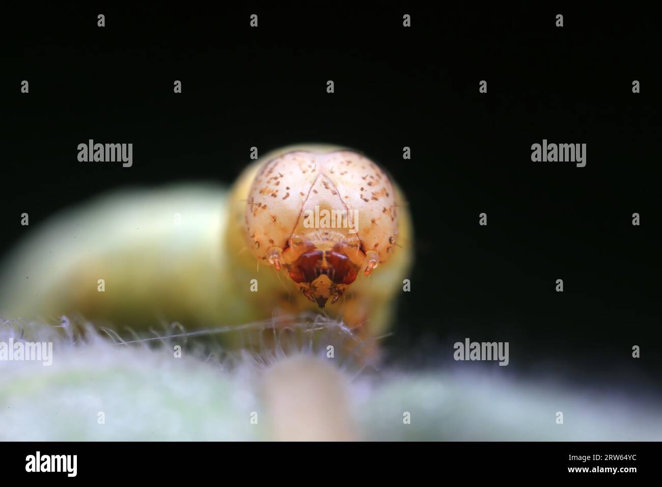 Lepidoptera larva inchworm in the wild, North China Stock Photo - Alamy