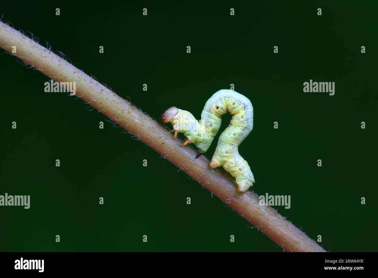 Lepidoptera larva inchworm in the wild, North China Stock Photo - Alamy