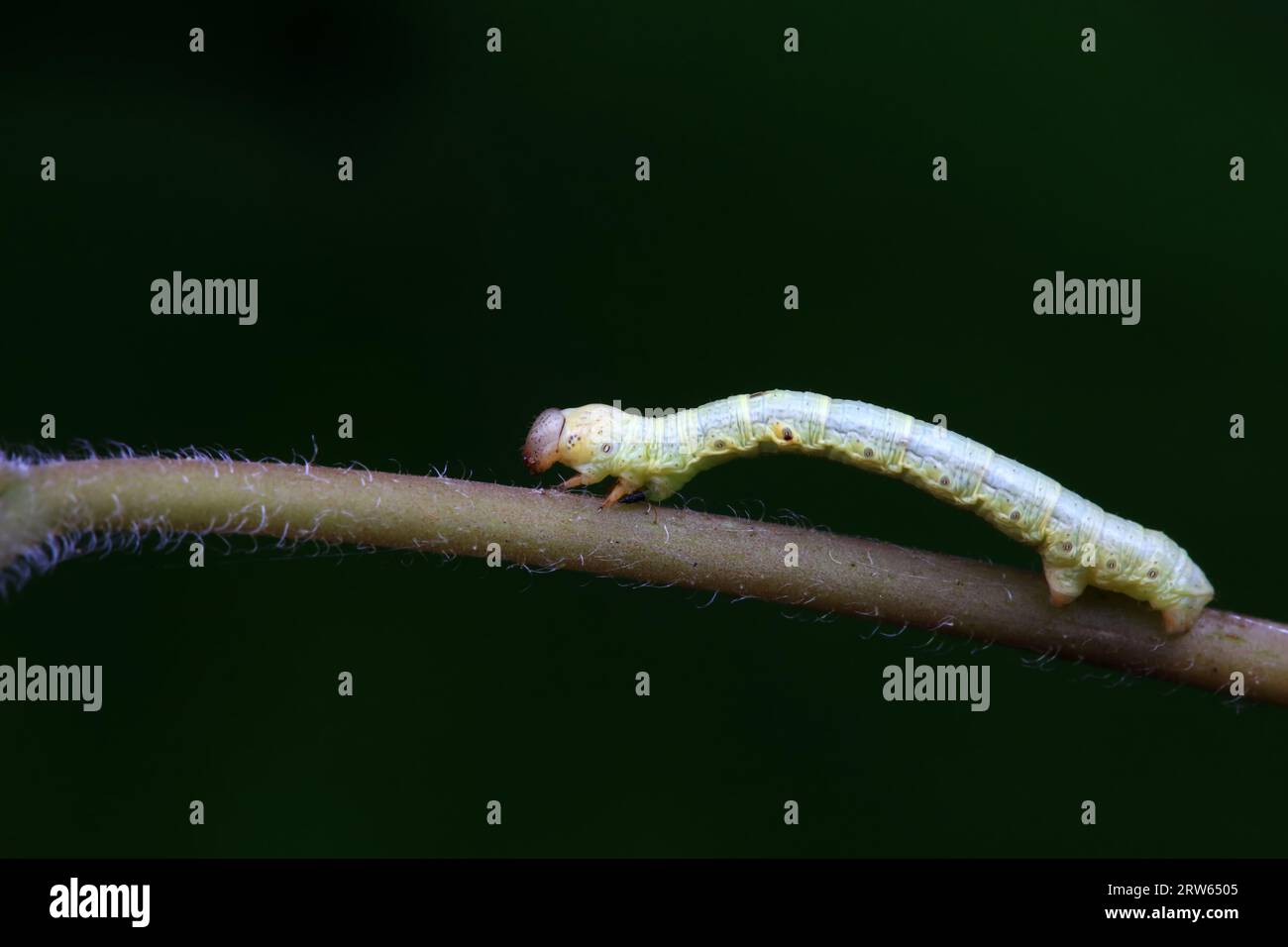 Lepidoptera larva inchworm in the wild, North China Stock Photo - Alamy
